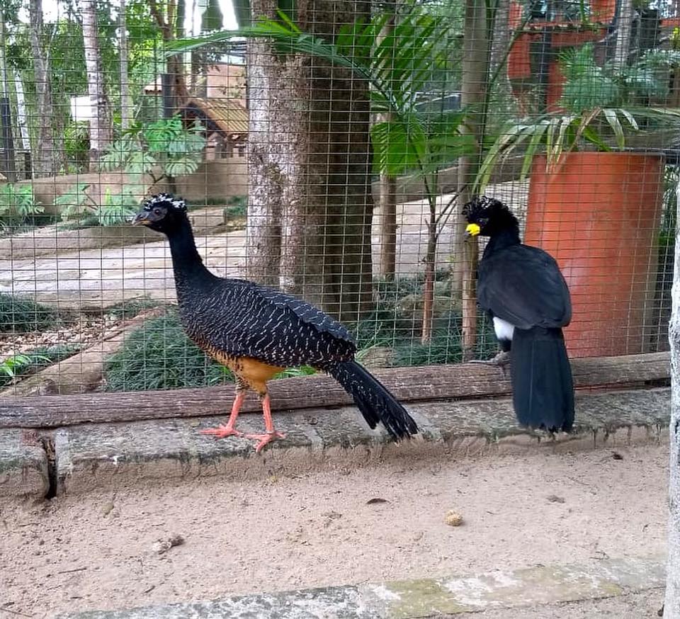 Galliformes - NOTAS DE UM BIÓLOGO