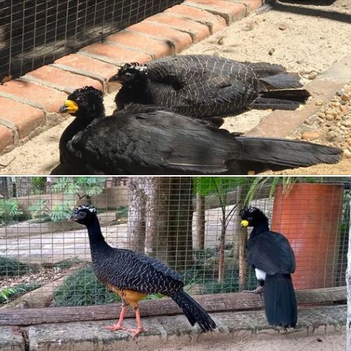 Galliformes - NOTAS DE UM BIÓLOGO